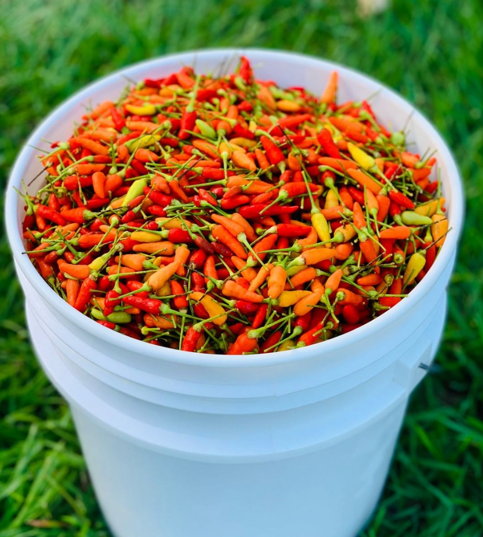 Sorry Not Sorry Hawaiian Hot Sauce – Kauai Juice Co